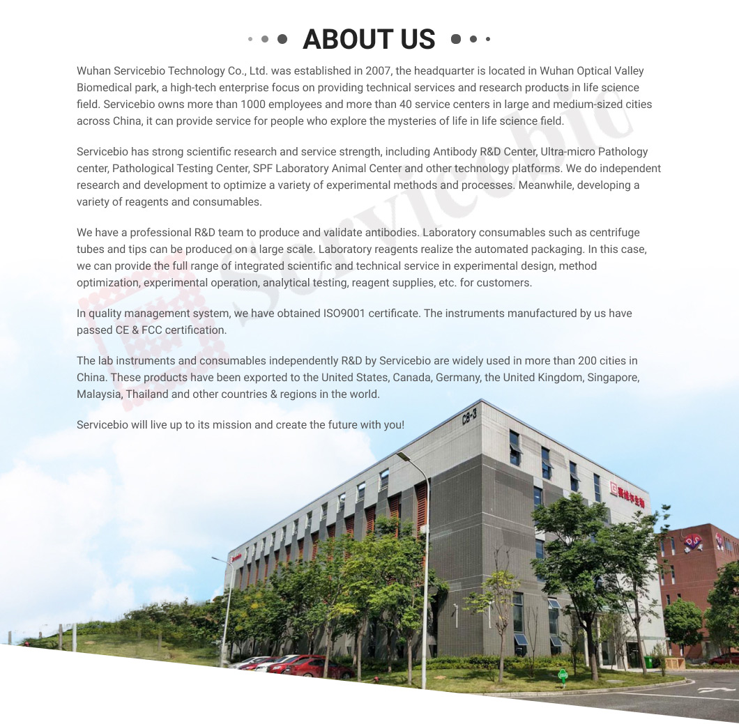 laboratory orbital shaker Digital Pendulum Shaker for Western Blot ...