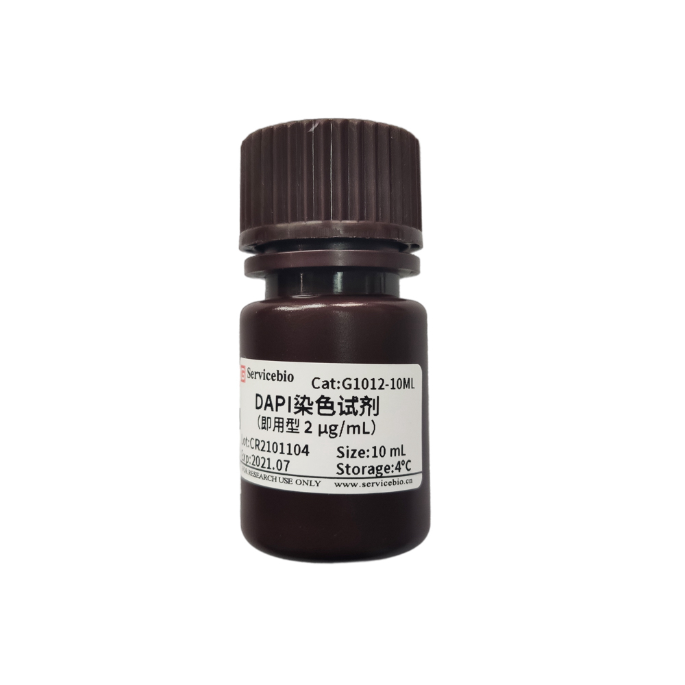 G1012-10ML Fluorescent Dye DAPI Staining Reagent from China manufacturer - Servicebio